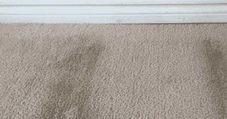 Moldy Carpets: How to Recognize and Treat Them | Service First Carpet ...